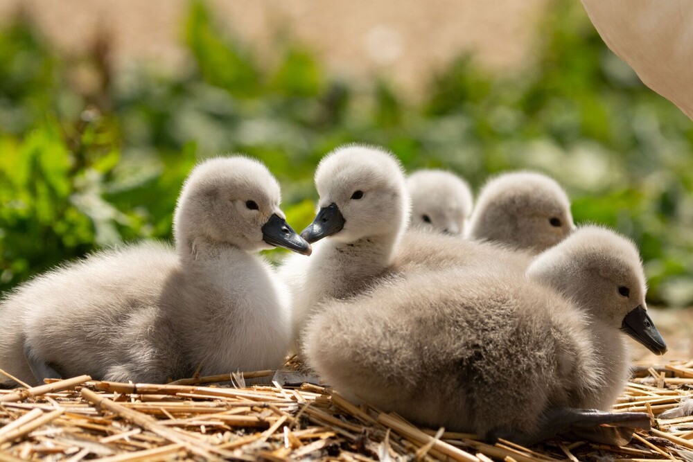 Cygnets Hatching Now | Events | Abbotsbury Swannery