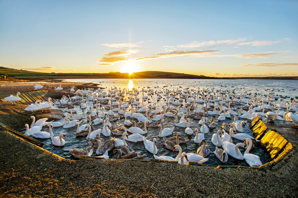 Why Swans Love The Fleet: Lagoon Life Explained | Abbotsbury Swannery